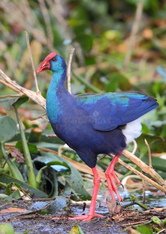 Swamphen viola africano immagine stock. Immagine di africano - 15581325
