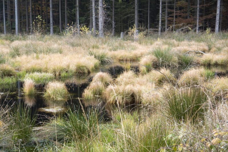 Swampland stock photo. Image of puddle, morass, crop - 27024382