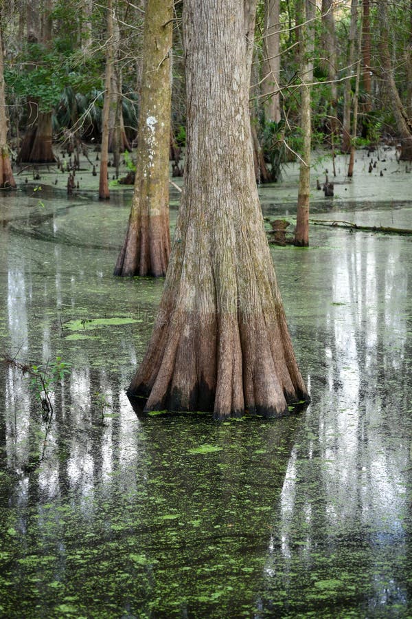 Swampland - Florida stock photo. Image of wild, nature - 306557936