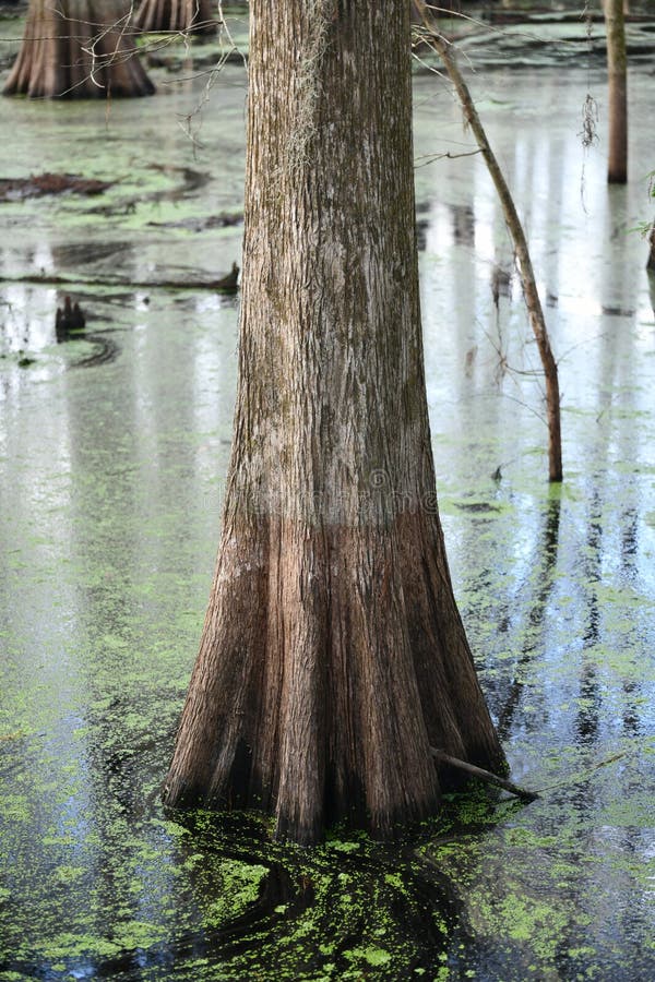 Swampland - Florida stock photo. Image of leaves, marsh - 306558310