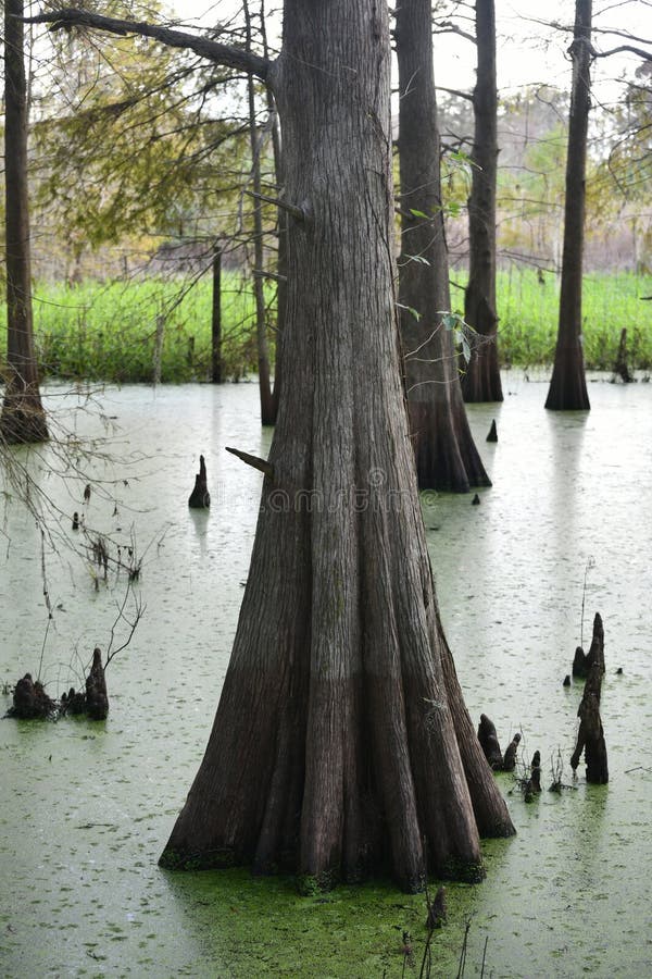 Swampland - Florida stock photo. Image of trunk, florida - 306558444