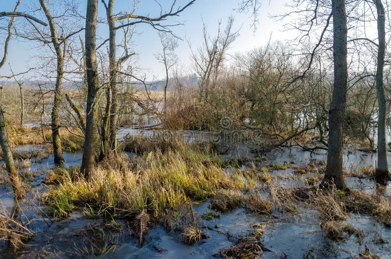 Swampland stock photo. Image of immersed, slime, everglade - 65265810