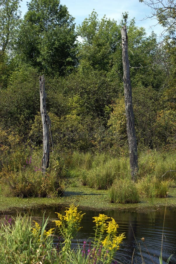 Swampland stock photo. Image of flood, waterlogged, tree - 38898856