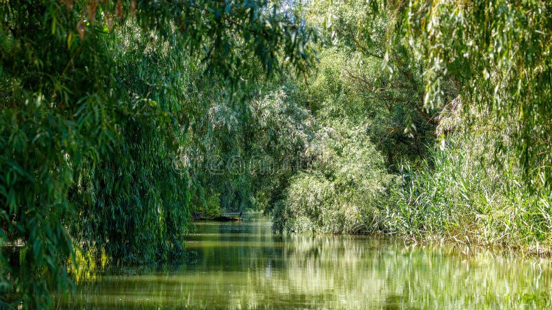 Swamps of the Danube Delta in Romania Stock Image - Image of marshland ...