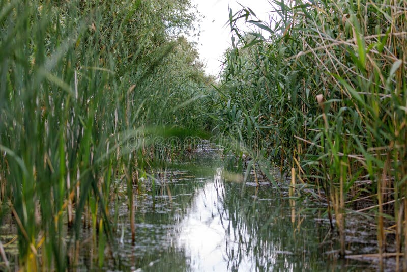 Swamps and Wilderness of the Danube Delta in Romania Stock Image ...