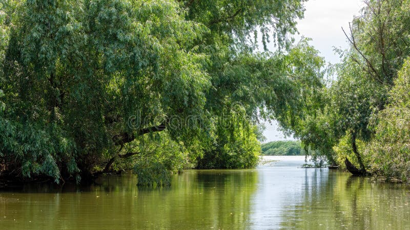 Swamps and Wilderness of the Danube Delta in Romania Stock Image ...