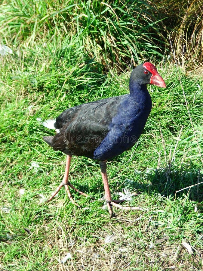 Swampy stock image. Image of bird, zealand, blue, species - 633975