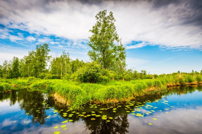Swampy creek stock photo. Image of growth, swampy, field - 240707340