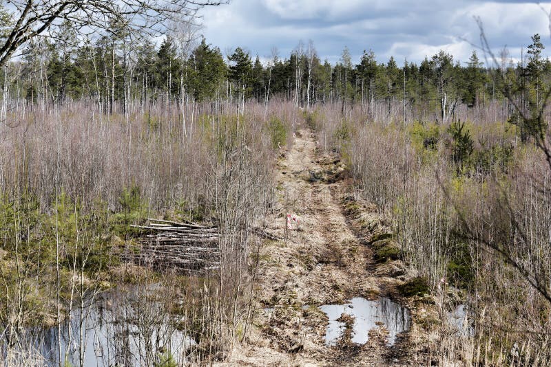 Paludal Forest Stock Photos - Free & Royalty-Free Stock Photos from ...