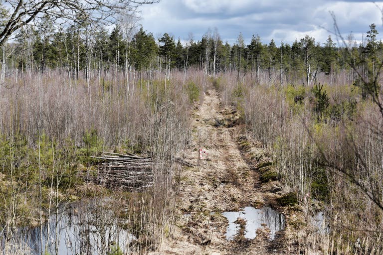 Paludal Forest Stock Photos - Free & Royalty-Free Stock Photos from ...