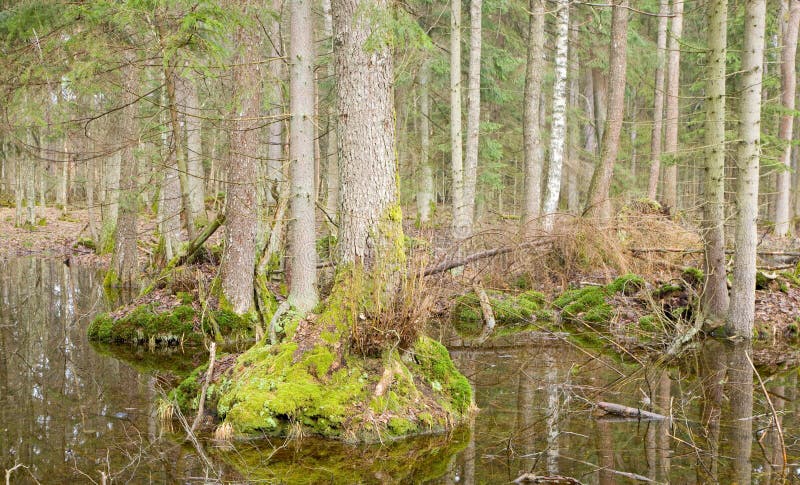 Swampy Forest with Water Standing Stock Photo - Image of reserve, taiga ...