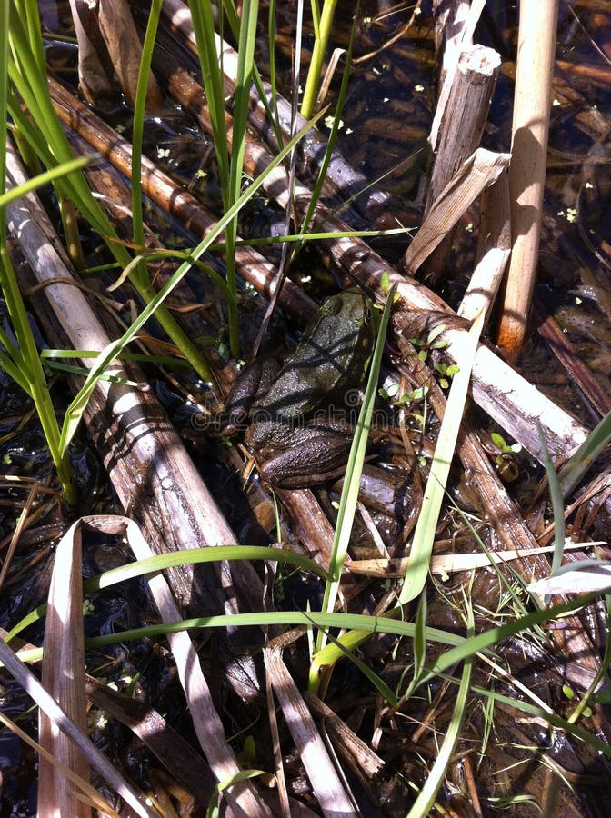 Swampy Green Frog stock photo. Image of swamp, frog, water - 69323386