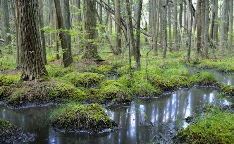 A Swampy Impassable Swamp with Hummocks and Trees Surrounded by a ...