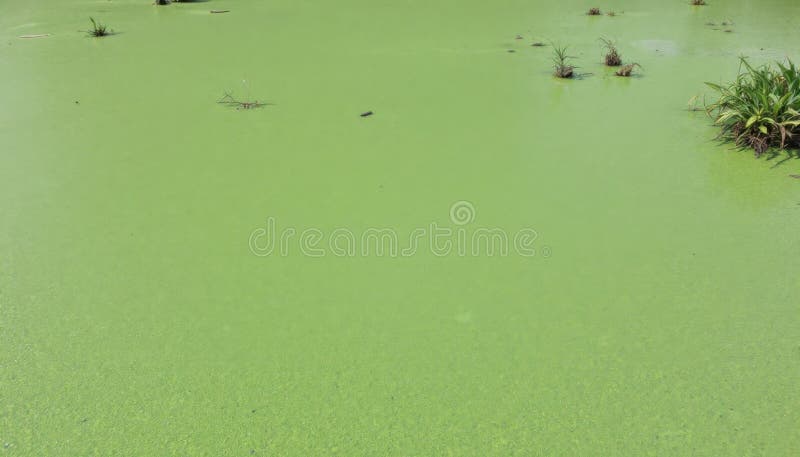 Swampy Landscape with Green Slime Covering the Surface Stock ...