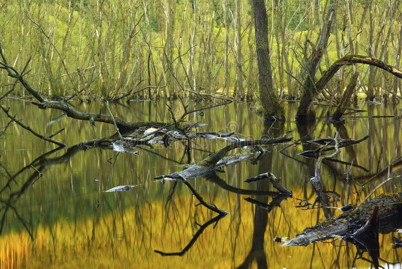 The swampy landscape stock image. Image of water, marshland - 30949127