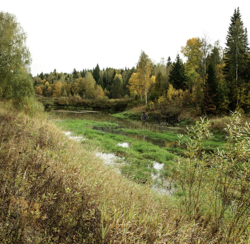Swampy Marsh in the Forest Near the Village Ocsa, Hungary Stock Image ...