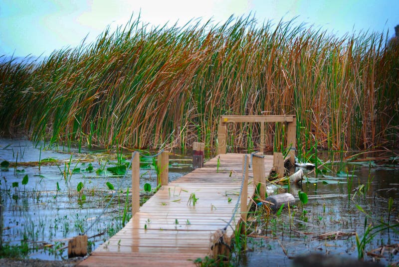 Pier and Swamp in St.Augustine, Florida. Stock Photo - Image of ...