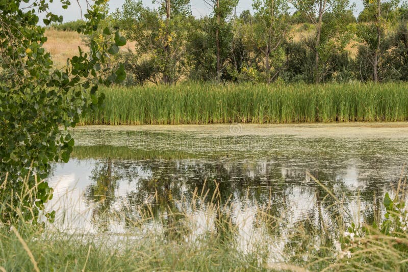 Swampy Pond stock image. Image of lily, swamp, trees - 57847297