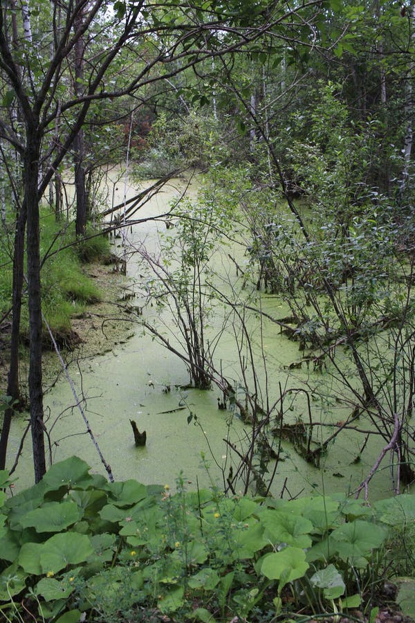 Swampy Pond with Mud in the Swamp Quagmire in the Impenetrable Forest ...