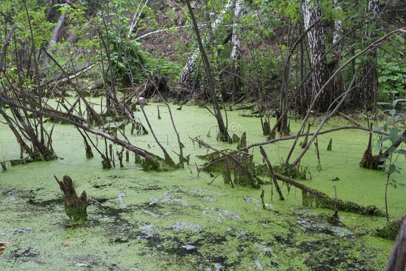 Swampy Pond with Mud in the Swamp Quagmire Stock Photo - Image of grass ...
