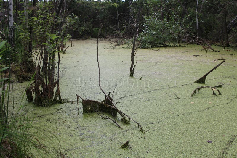 Swampy Pond with Mud in the Swamp Quagmire Stock Image - Image of water ...