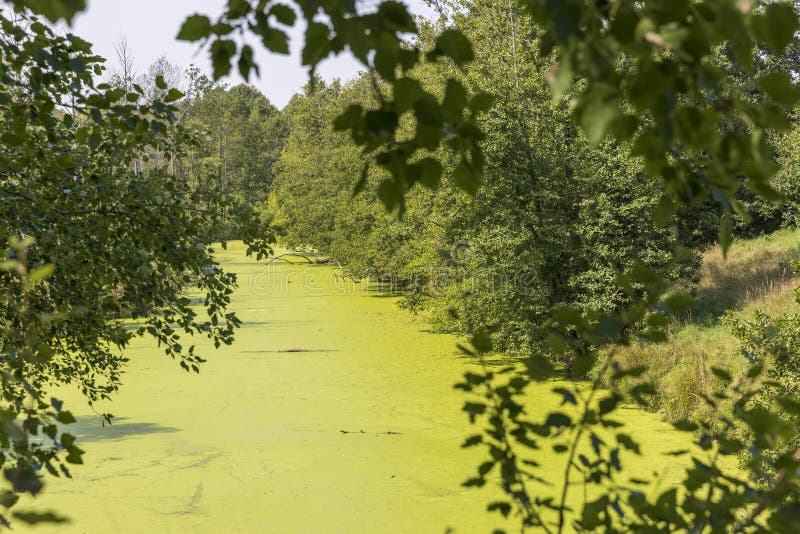 Swampy Terrain with Plants in Summer Stock Photo - Image of terrain ...