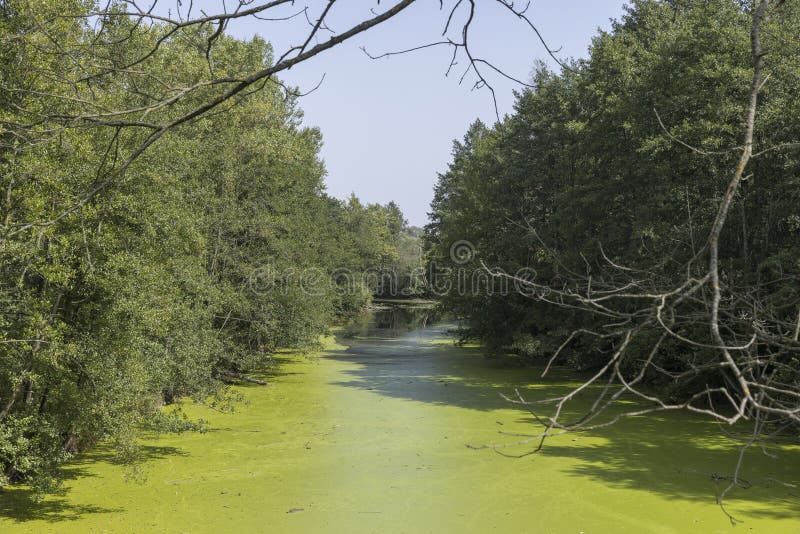 Swampy Terrain with Plants in Summer Stock Image - Image of environment ...