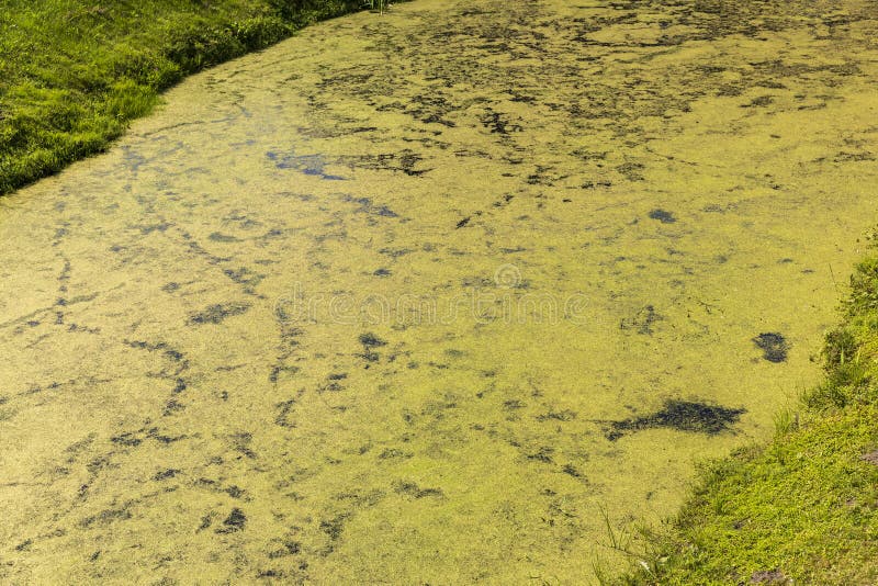 Swampy Terrain with Plants in Summer Stock Photo - Image of tree, swamp ...