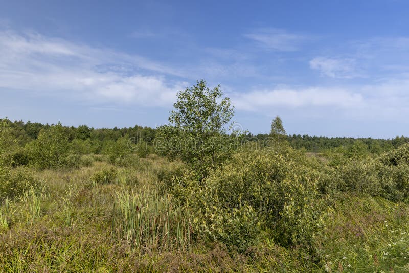 Swampy Terrain with Plants in Summer Stock Photo - Image of europe ...