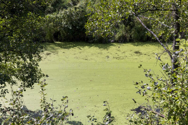 Swampy Terrain with Plants in Summer Stock Photo - Image of rural, view ...