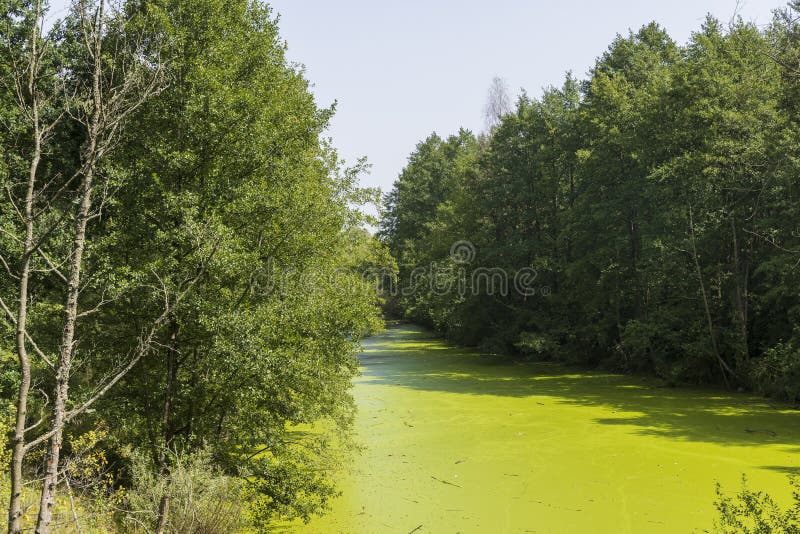 Swampy Terrain with Plants in Summer Stock Photo - Image of swamp ...