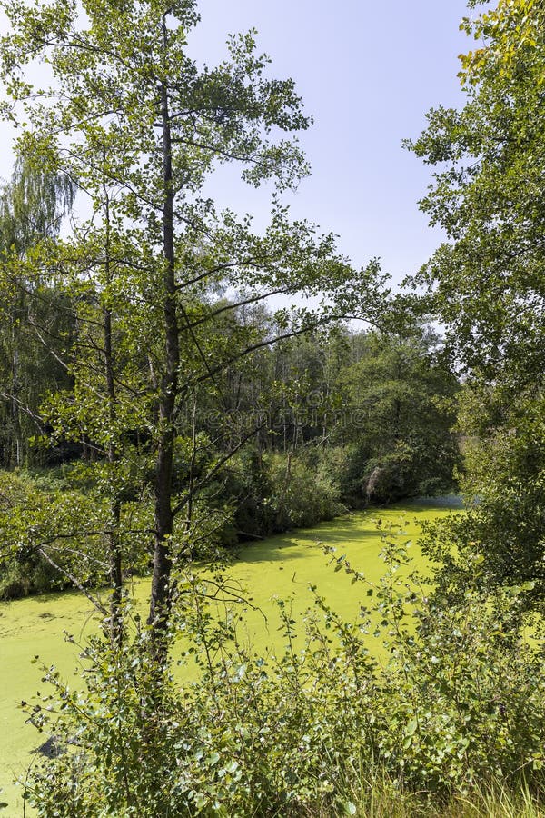 Swampy Terrain with Plants in Summer Stock Photo - Image of forest ...