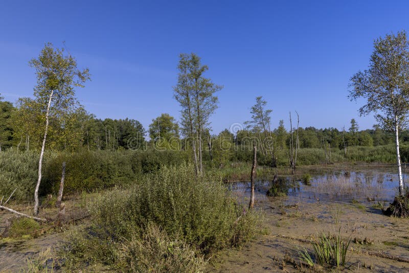 Swampy Terrain with Plants in Summer Stock Photo - Image of water ...