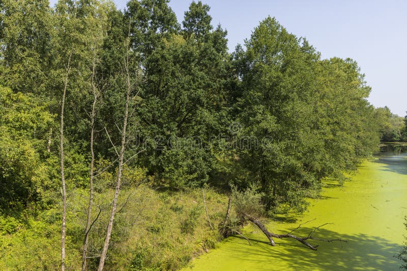 Swampy Terrain with Plants in Summer Stock Photo - Image of outdoor ...