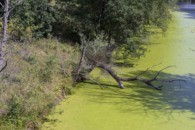 Swampy Terrain with Plants in Summer Stock Image - Image of natural ...