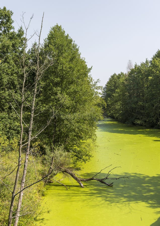Swampy Terrain with Plants in Summer Stock Image - Image of marsh ...