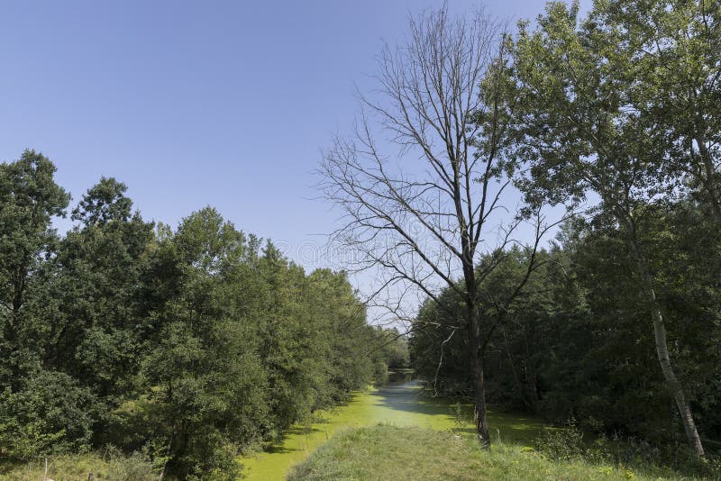 Swampy Terrain with Plants in Summer Stock Photo - Image of plants ...
