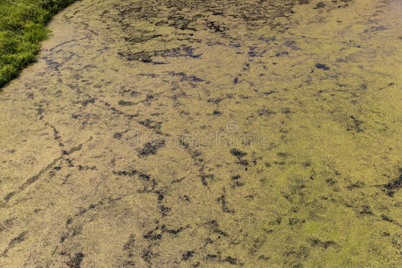 Swampy Terrain with Plants in Summer Stock Photo - Image of marsh ...