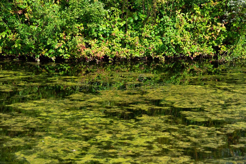 Swampy Water on Green Background Stock Image - Image of season, nature ...