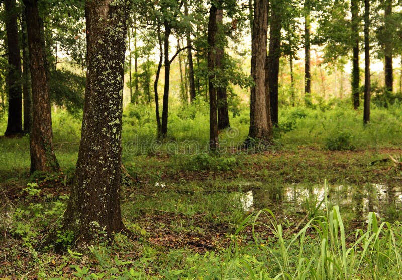Swampy Woods stock image. Image of area, summer, trees - 40761045
