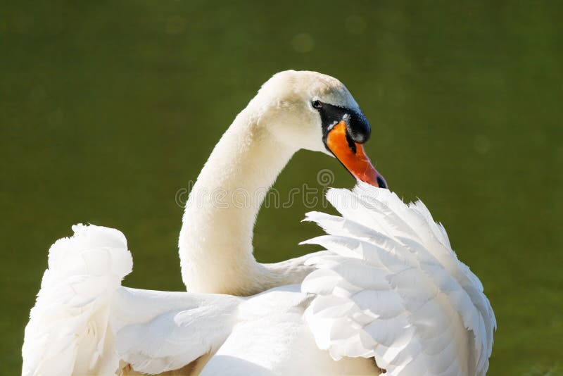 Swan stock photo. Image of purity, feathers, swan, wings - 10992436