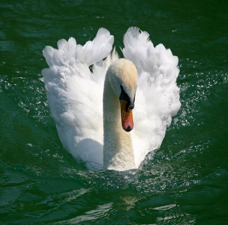 231 Swan Wings Front Stock Photos - Free & Royalty-Free Stock Photos ...