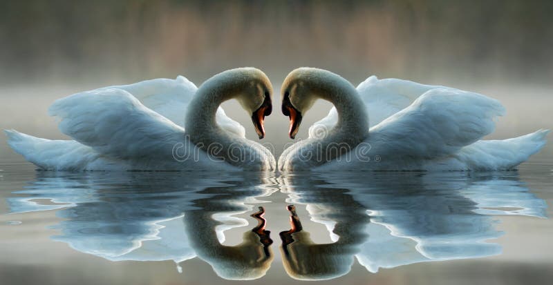 Swans heart sunset stock photo. Image of life, couple - 21251116