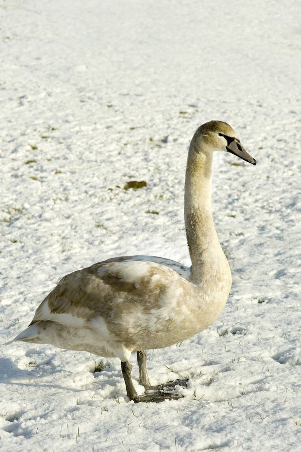 Swan stock photo. Image of snow, wild, cold, stand, wilderness - 12793038
