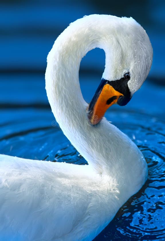 Swan stock image. Image of animal, wild, ripple, wave - 14561837