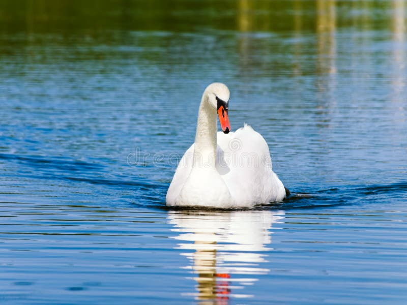 Swan stock image. Image of ripple, outdoors, lake, wings - 15095285