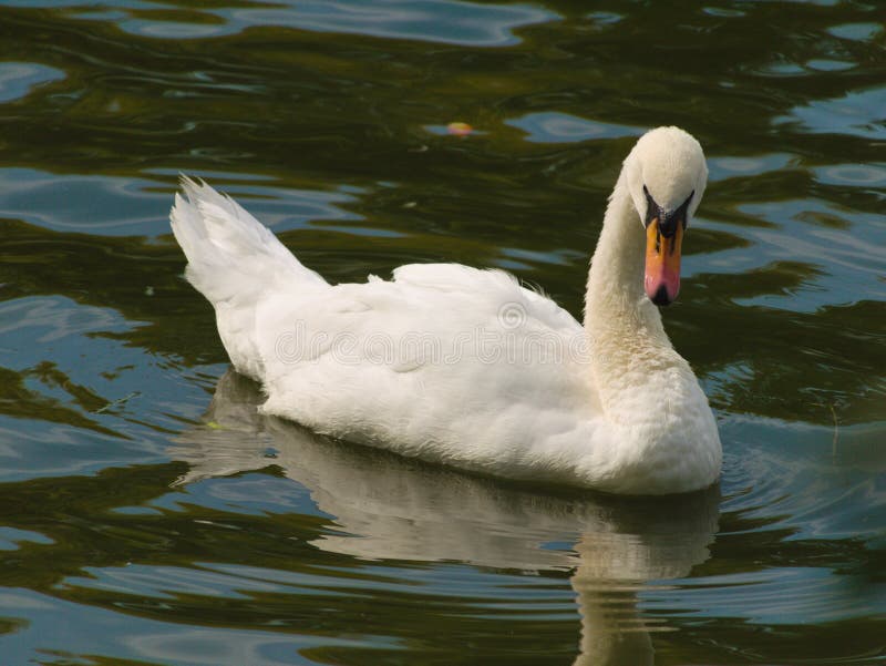 White Swan stock photo. Image of young, fether, waters - 156249730
