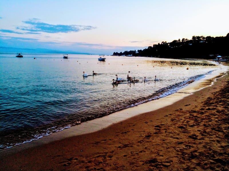 Swan stock image. Image of beach, swan, sand, sunset - 157227663