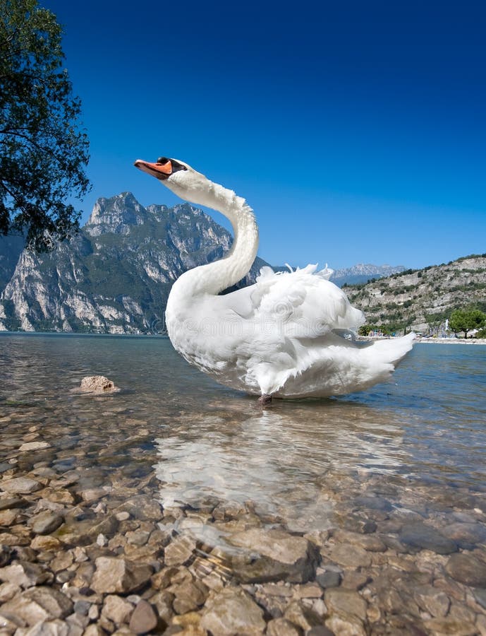 The swan stock image. Image of cygnus, italy, lake, gardameer - 16205235
