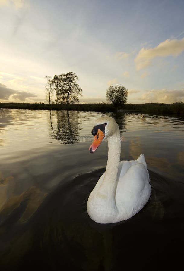 Swan stock photo. Image of tree, nature, closeup, swan - 1657076